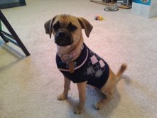 Adult Puggle-Rockin R Puppies