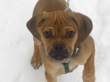 Adult Puggle-Rockin R Puppies