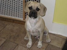 Adult Puggle-Rockin R Puppies