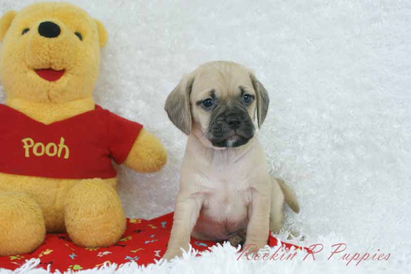 Duke: Rockin R Puppies