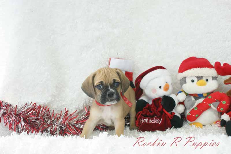 Moby: Rockin R Puppies