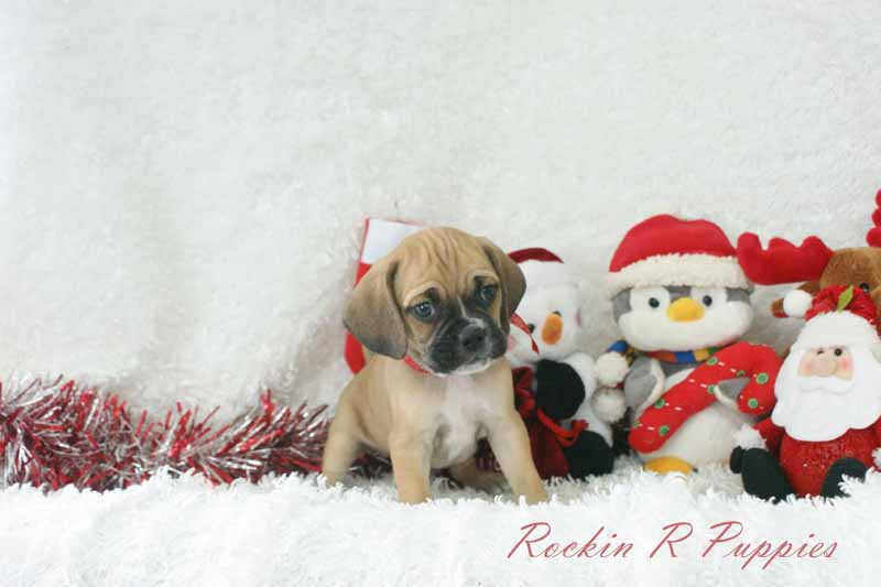 Moby: Rockin R Puppies