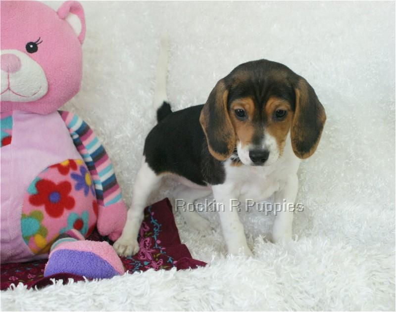 Annie Beagle Rockin R Puppies