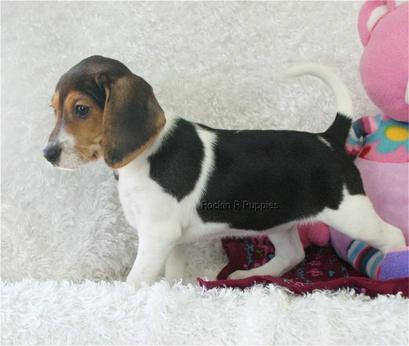 Annie Beagle Rockin R Puppies