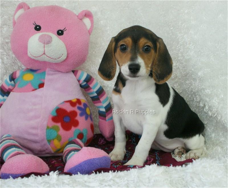 Annie Beagle Rockin R Puppies