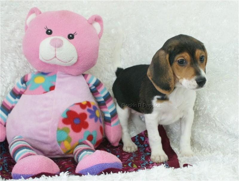 Annie Beagle Rockin R Puppies