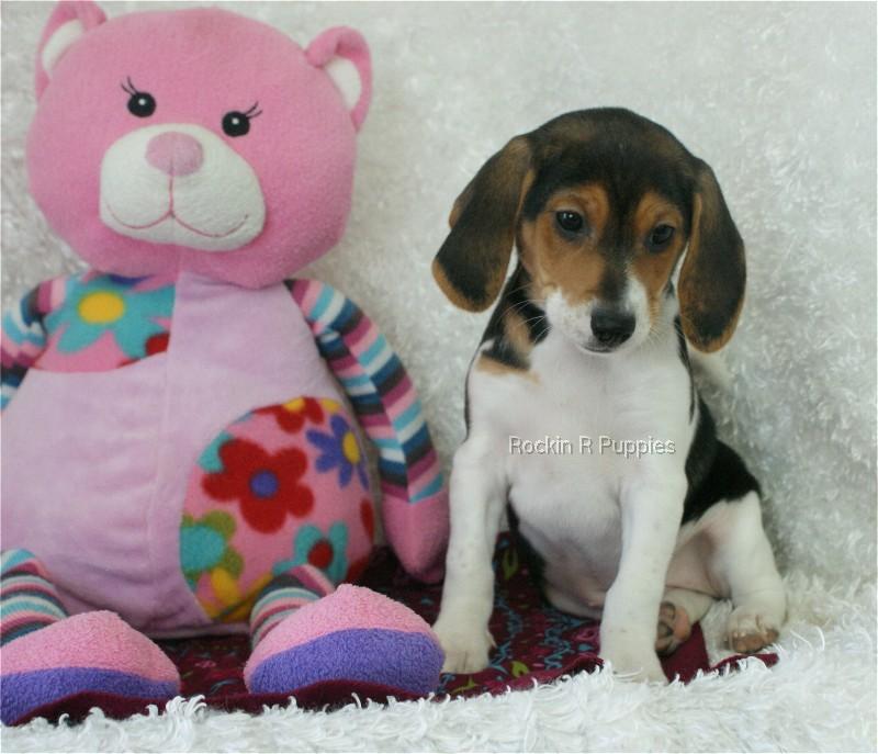 Annie Beagle Rockin R Puppies