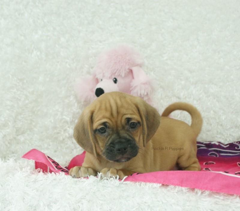 Apricot Puggle: Rockin R Puppies
