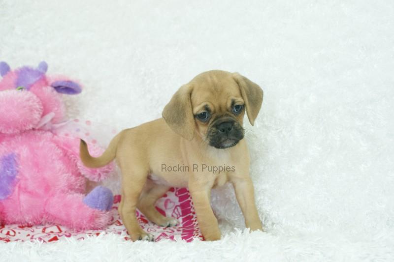 Bella Puggle: Rockin R Puppies