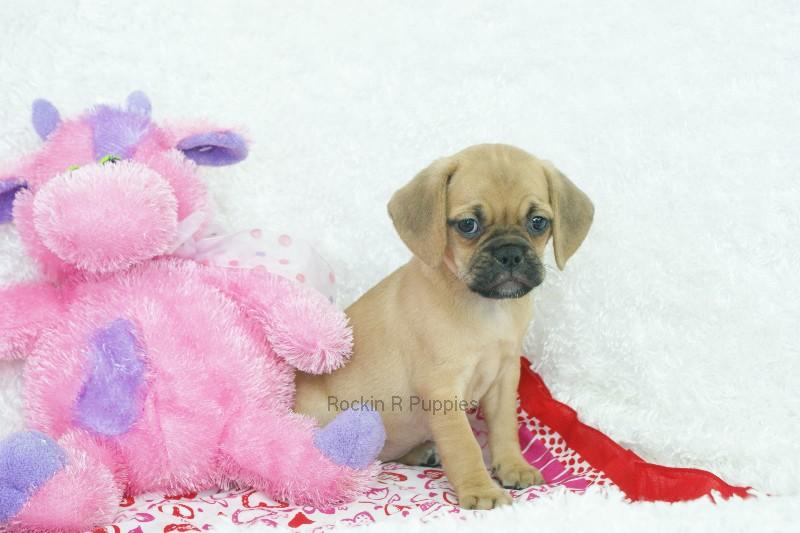 Bella Puggle: Rockin R Puppies