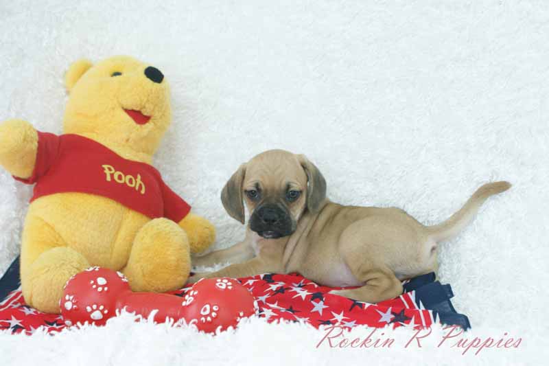 Rocket: Rockin R Puppies